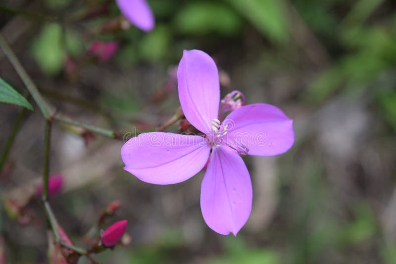 Purple Rainforest Flower Found in Puerto Rico Stock Image - Image of ...