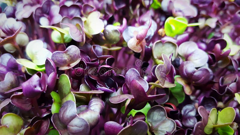 Purple Rambo Radish Microgreens Stock Photo - Image of grow, nutrient ...