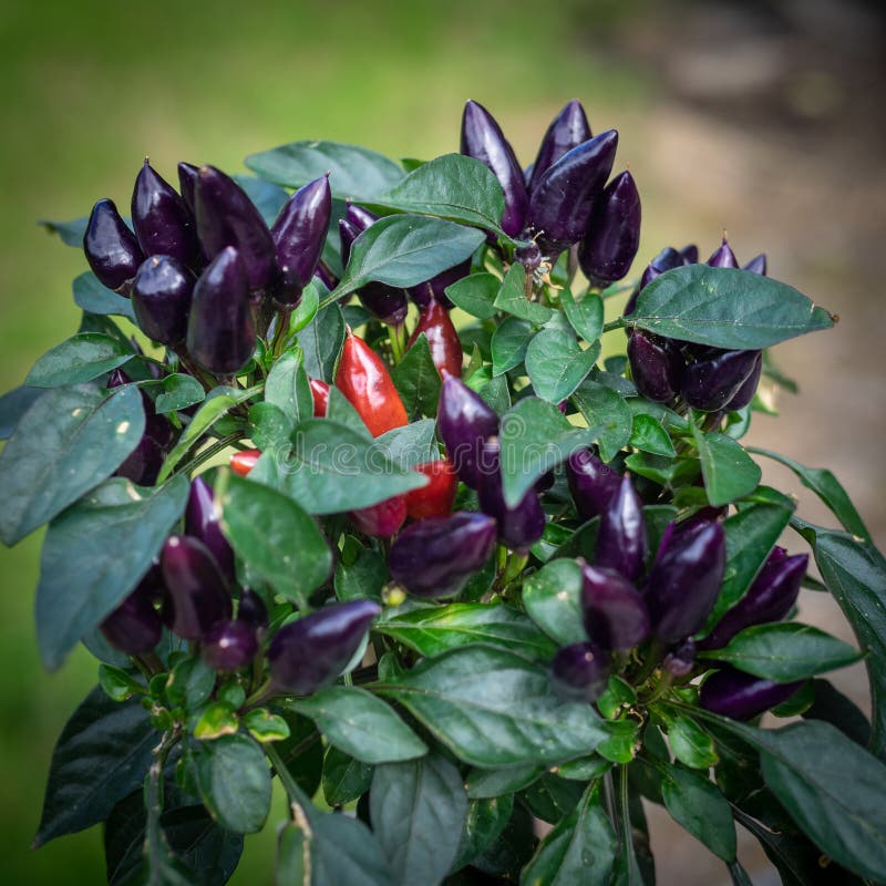 Purple and Red Chili Peppers Growing on a Plant Stock Image - Image of ...