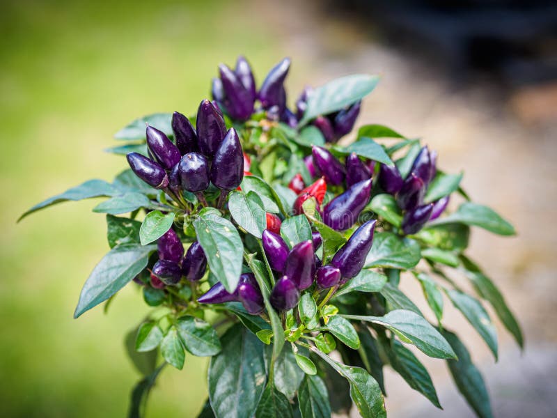 Purple and Red Chili Peppers Growing on a Plant Stock Photo - Image of ...