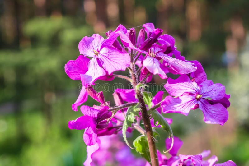 Purple and Red Flowers Bloom Well Together Stock Image - Image of ...