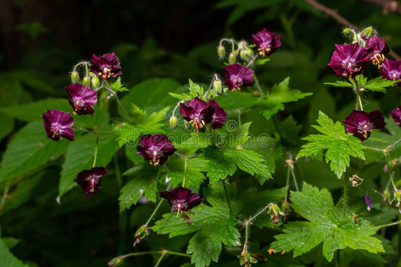 Purple and Red Flowers of Geranium Phaeum Samobor in Spring Garden ...