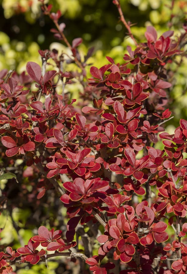 Purple Red Foliage of Berberis Thunbergii in a Hedge Stock Image ...