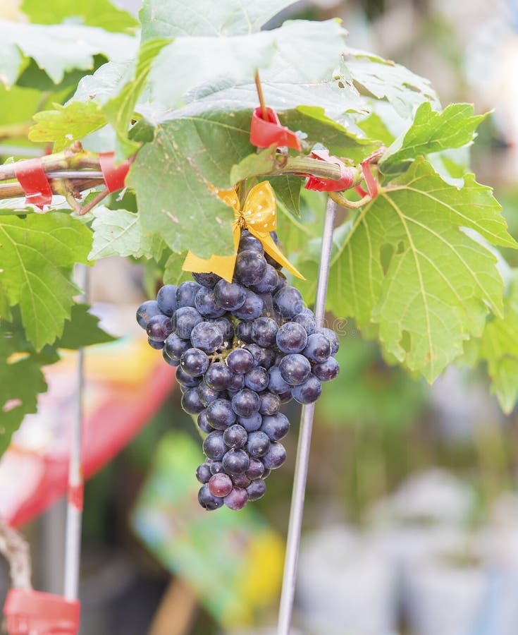 Purple red grapes stock image. Image of european, harvest - 36268869