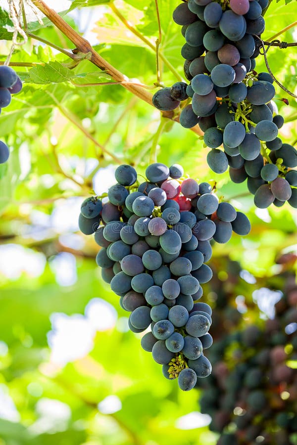 Purple red grapes stock photo. Image of cluster, deciduous - 38778830