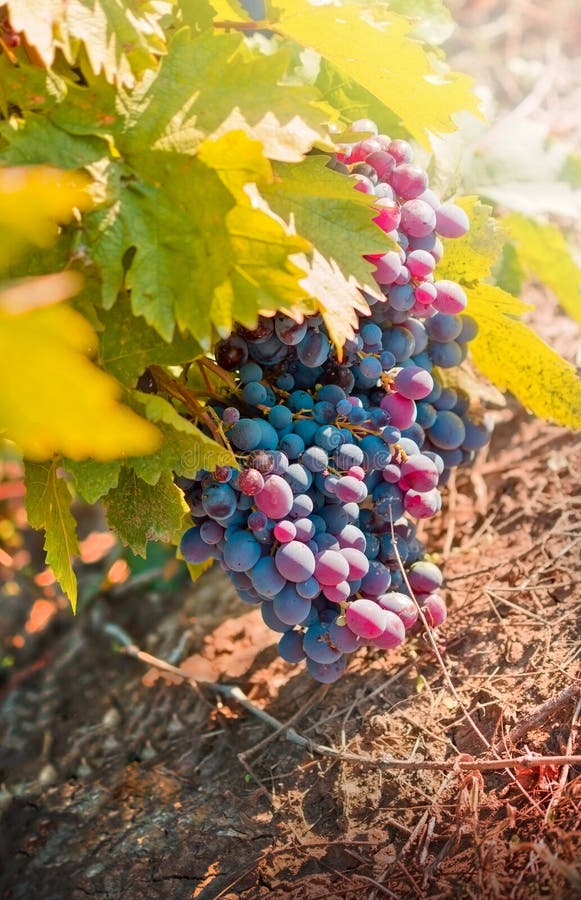 Red Grapes ( Purple Grapes) Stock Photo - Image of autumn, crop: 36264286
