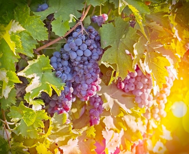 Red Grapes ( Purple Grapes) Stock Photo - Image of autumn, crop: 36264286