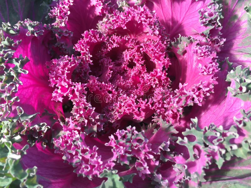 Purple red kale stock photo. Image of health, growing - 65892388