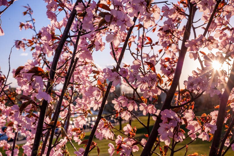 Purple Red Sakura Tree in Sunset Light. Blurry Background. Stock Image ...