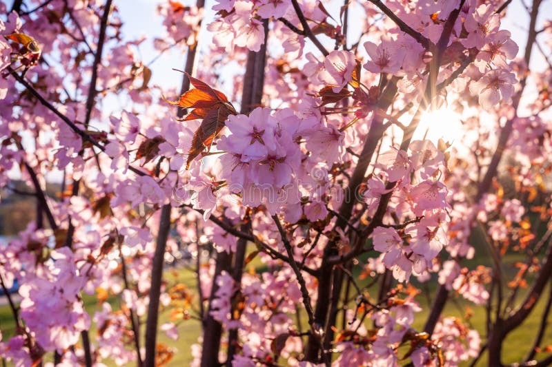 Purple Red Sakura Tree in Sunset Light. Blurry Background. Stock Photo ...