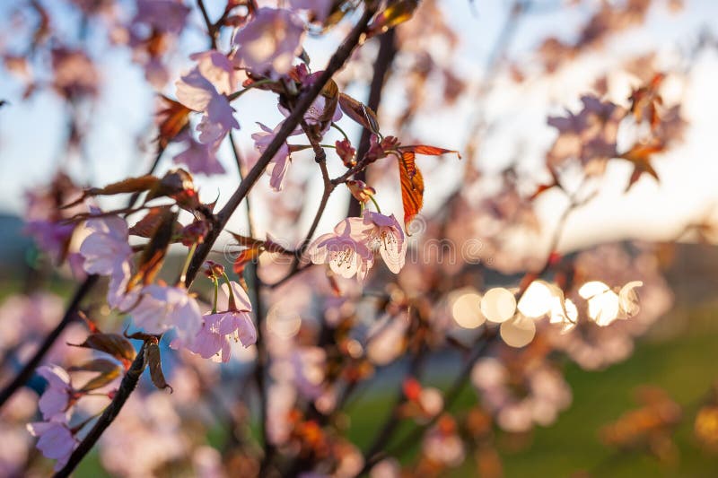 Purple Red Sakura Tree in Sunset Light. Blurry Background. Stock Image ...