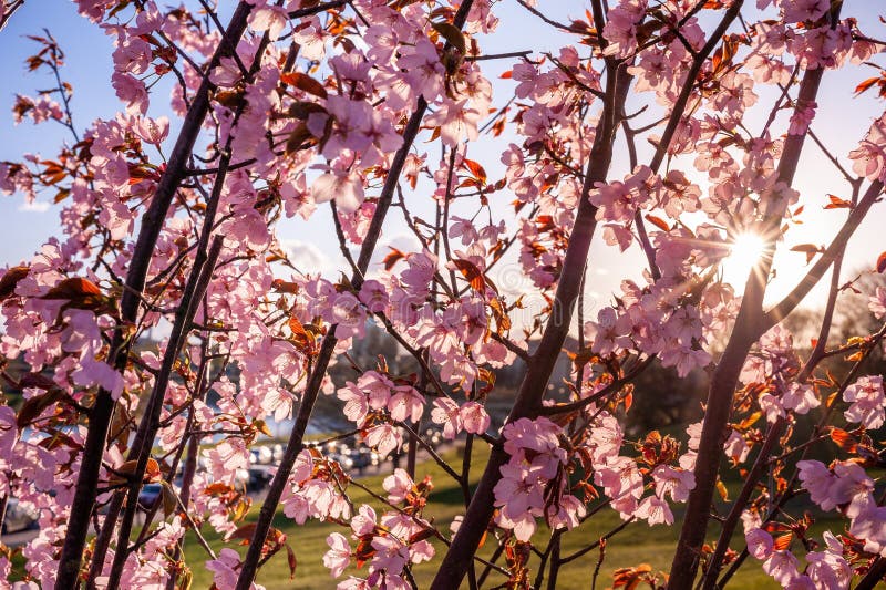 Purple Red Sakura Tree in Sunset Light. Blurry Background. Stock Photo ...