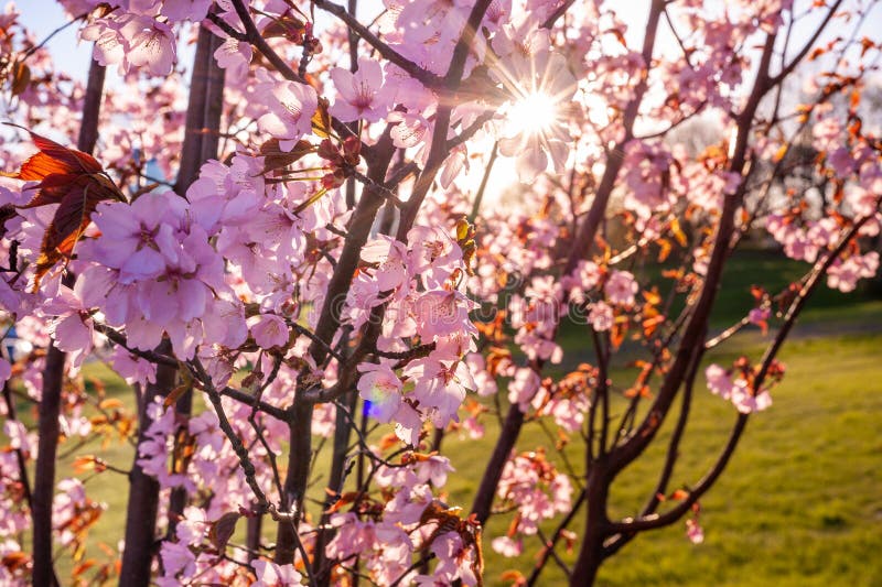 Purple Red Sakura Tree in Sunset Light. Blurry Background. Stock Image ...