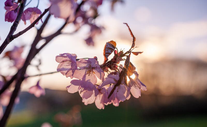 Purple Red Sakura Tree in Sunset Light. Blurry Background. Stock Image ...