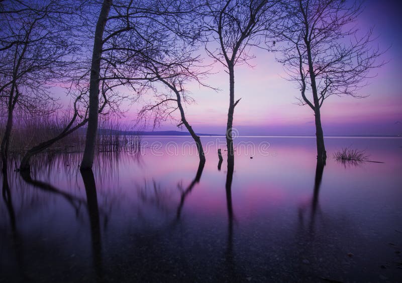 Purple Reflections on the Water Surface Stock Photo - Image of outdoor ...