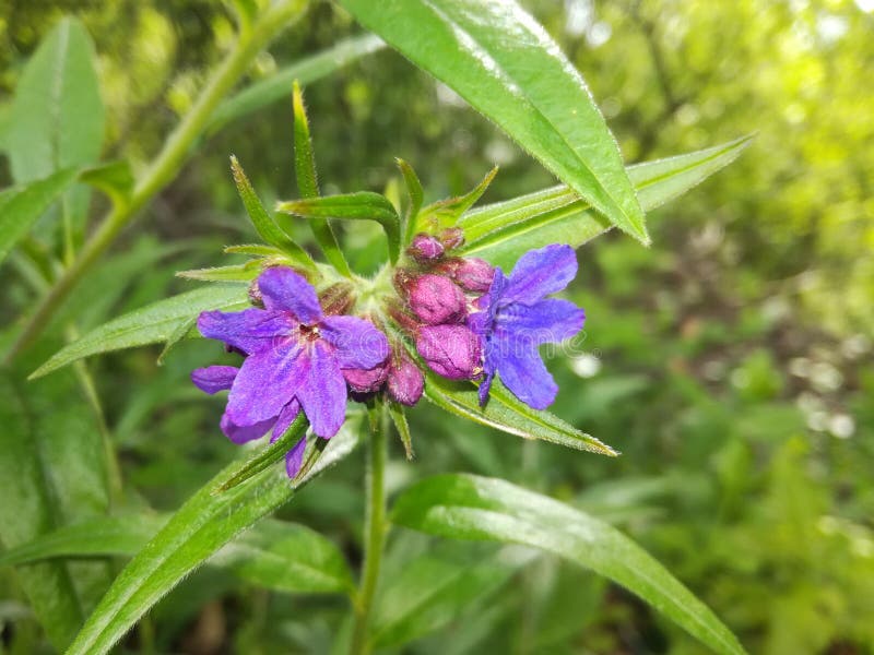 Purple regal stock photo. Image of regal, flower, purple - 146579018