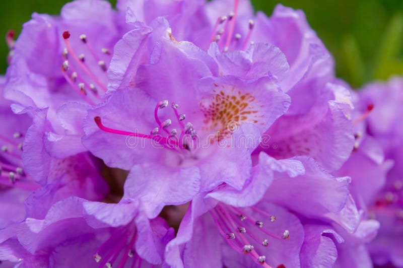 Purple Rhododendron Flower Blooming Close Up Stock Photo - Image of ...