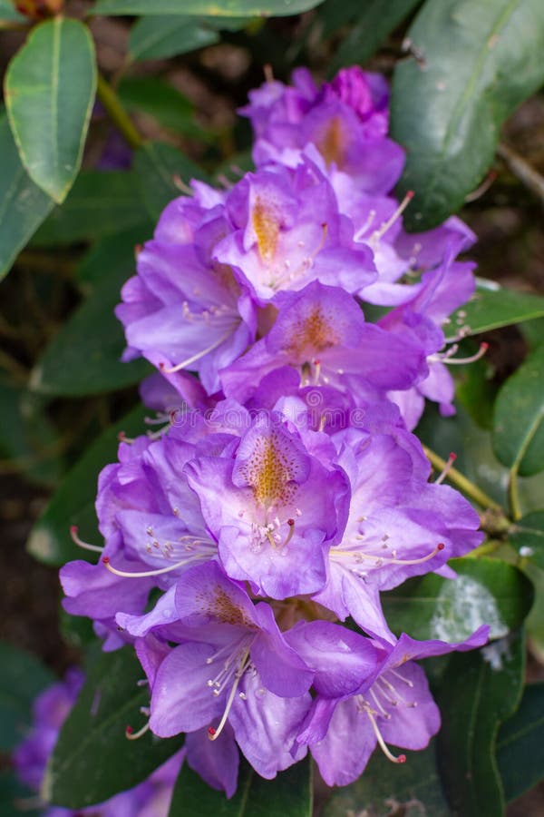 Purple Rhododendron Flowers in Vertical View Stock Image - Image of ...