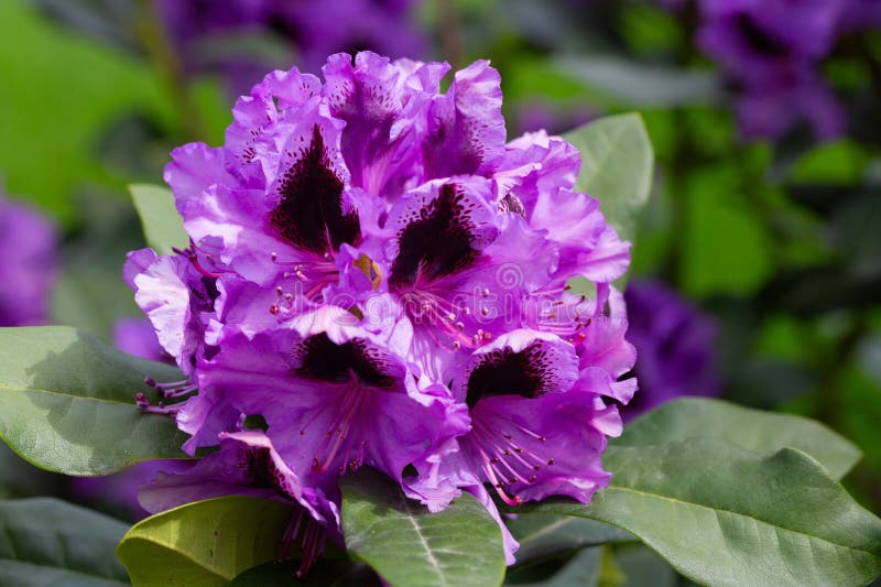 Purple Rhododendron Spring Flowers in Bright Daylight Selective Focus ...