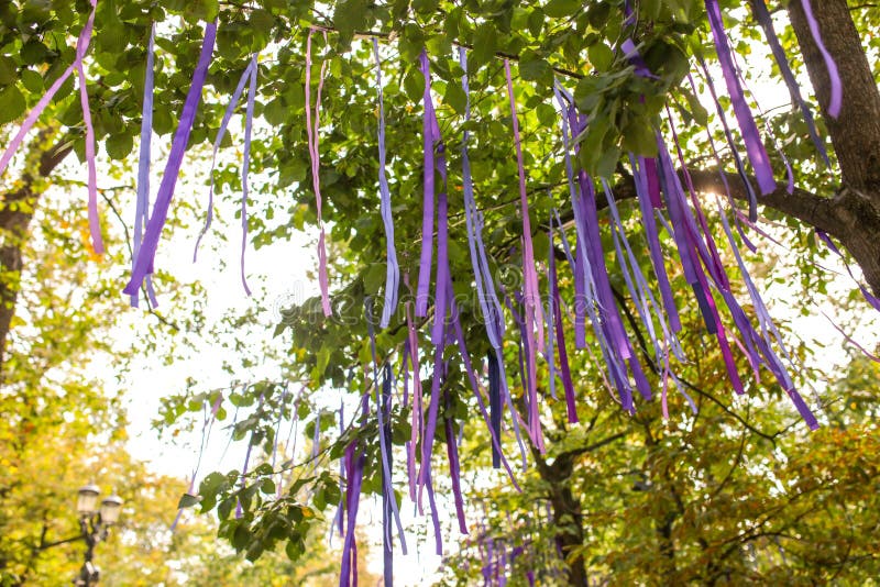 Purple Ribbons on the Branches of a Tree in Summer Stock Photo - Image ...