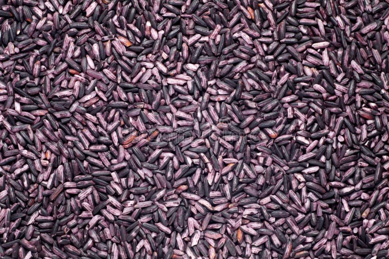 Purple rice stock image. Image of closeup, asian, nature - 352643681