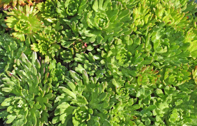 Purple Robe plant stock image. Image of rock, saxifraga - 11178369