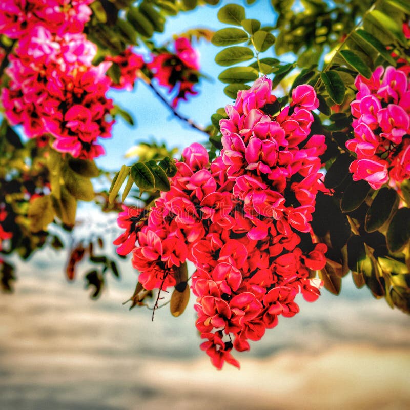 Purple Robed Locust Tree stock photo. Image of pink - 148556534