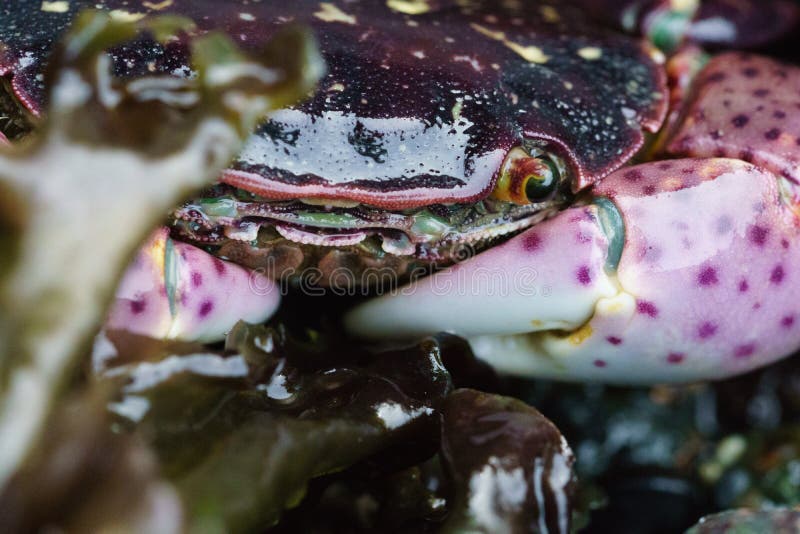 Purple rock crab stock image. Image of wildlife, rock - 260121911