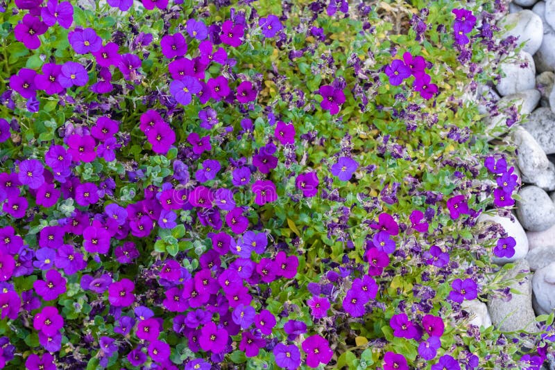 Purple Rock Cress in the Rockery Stock Photo - Image of spring, macro ...