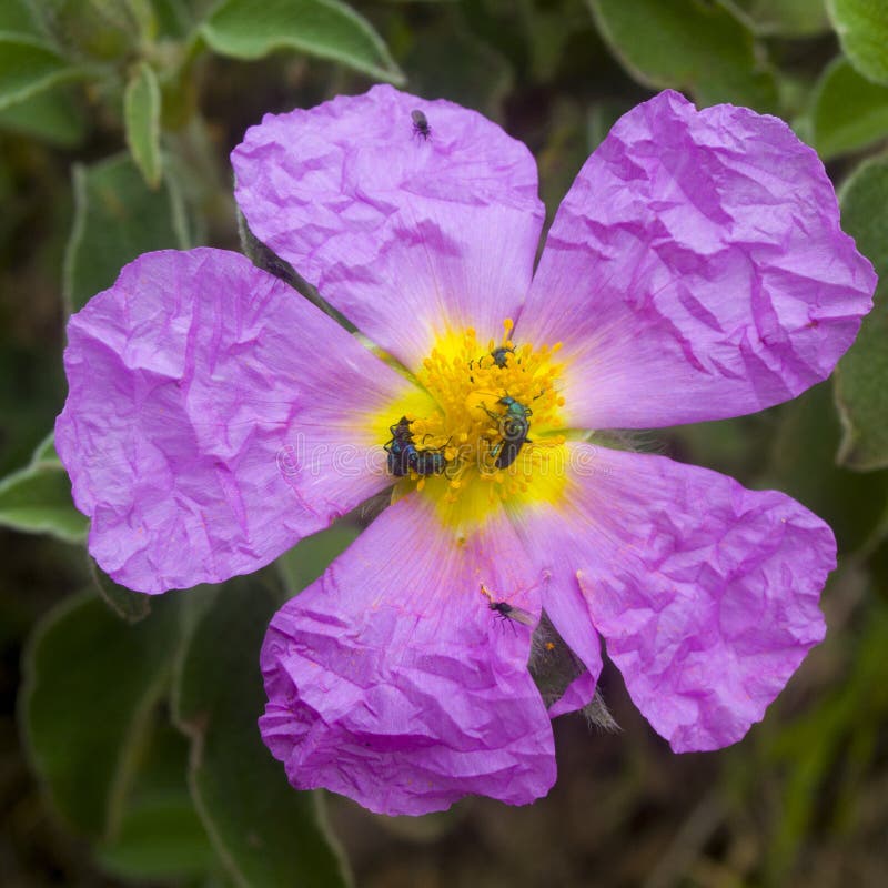 Purple rockrose stock image. Image of white, rockrose - 40974725