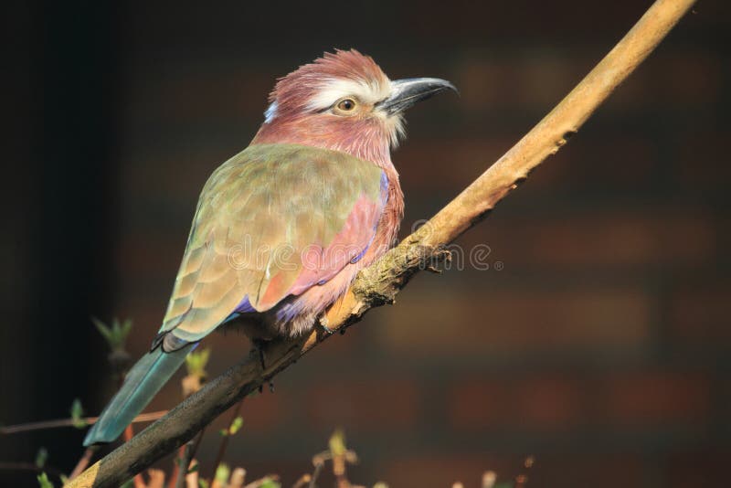 Purple roller stock photo. Image of purple, naevius, adult - 26019898