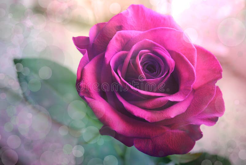 Purple Rose stock image. Image of multicolored, nature - 46562497