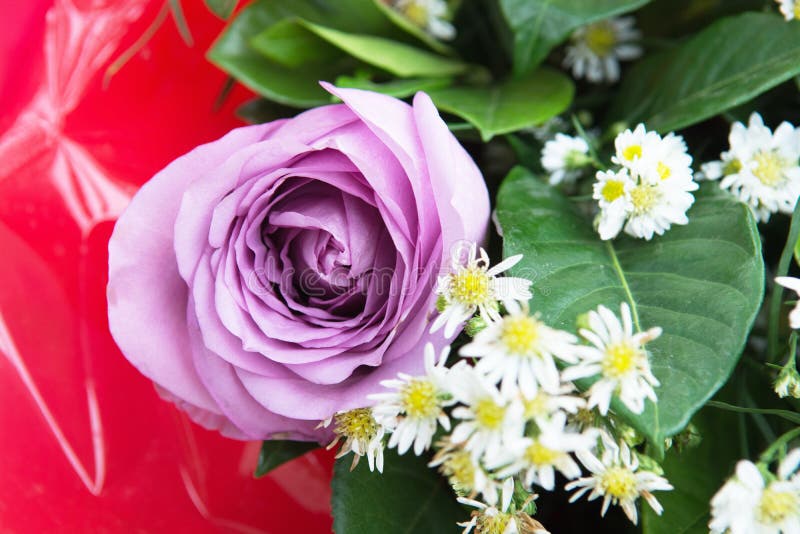 Purple rose stock photo. Image of soft, pink, rose, love - 65753362