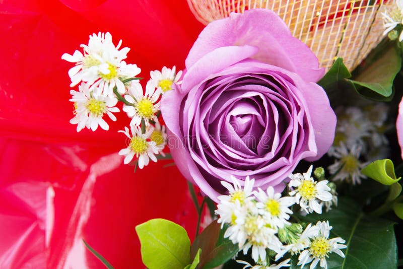 Purple rose stock photo. Image of fresh, cloth, feminine - 65753476