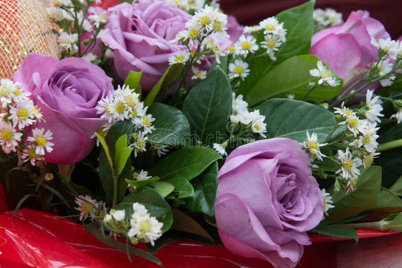 100,874 Purple Rose Photos - Free & Royalty-Free Stock Photos from ...