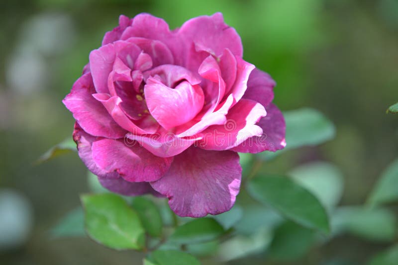 Purple rose stock photo. Image of nroses, feminine, flowers - 66715052