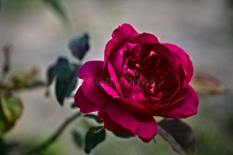 Purple Rose in Bloom on Its Stem Stock Photo - Image of colours, beauty ...