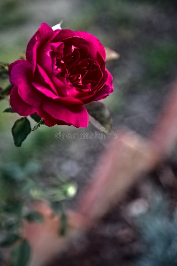 Purple Rose in Bloom on Its Stem Stock Image - Image of bright, blossom ...