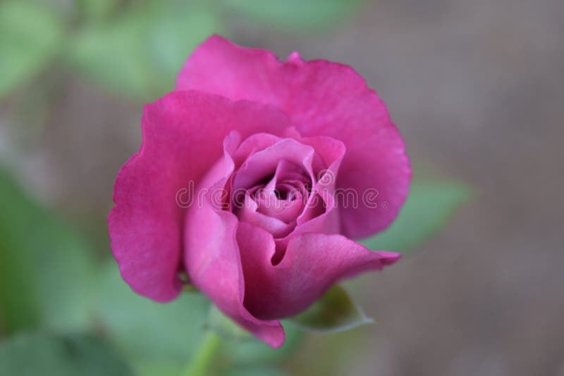 Purple Rose Bud in Garden stock photo. Image of purple - 99858302