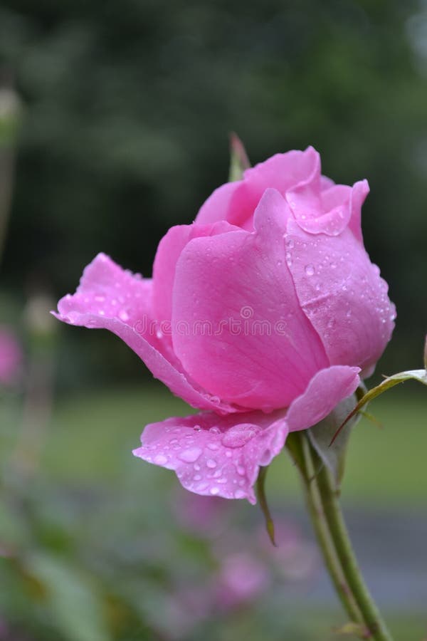 Purple rose bud stock photo. Image of macro, pattern - 259705740