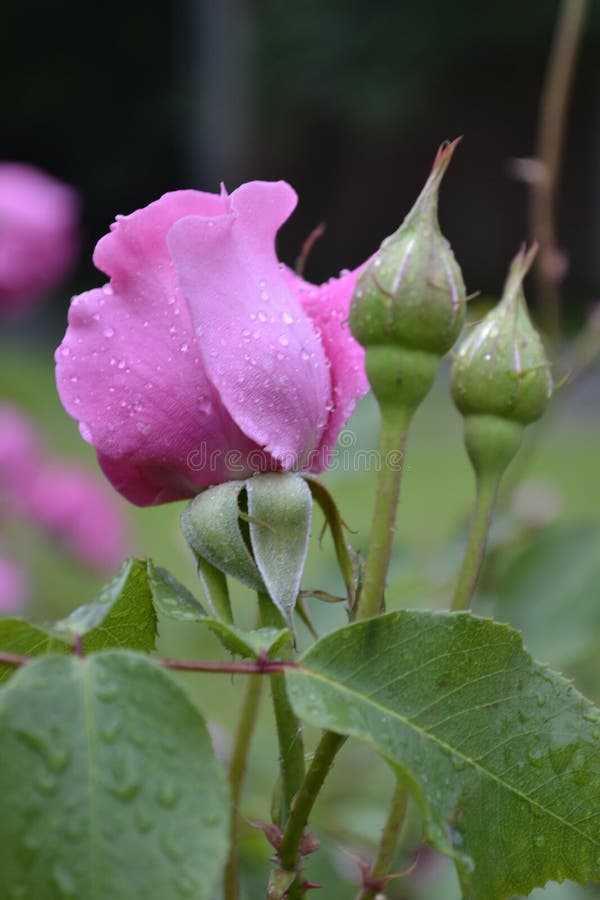 Purple rose bud stock image. Image of blossom, leaf - 259705761