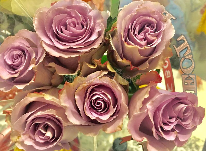 Half Dozen Roses Stock Photos - Free & Royalty-Free Stock Photos from ...