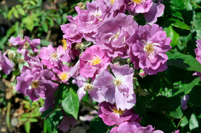 Purple rose bush in bloom stock photo. Image of purple - 320669784
