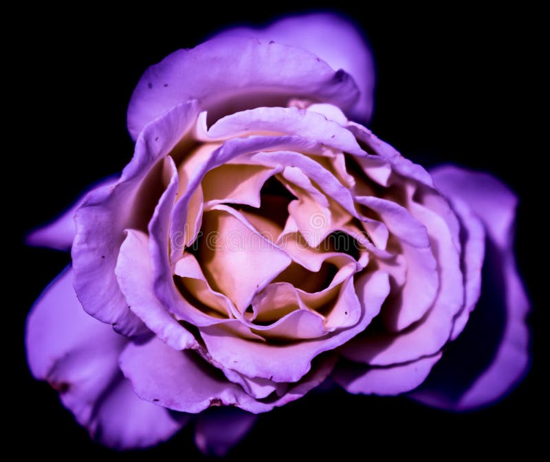 Purple Rose stock image. Image of bush, beauty, close - 69502667