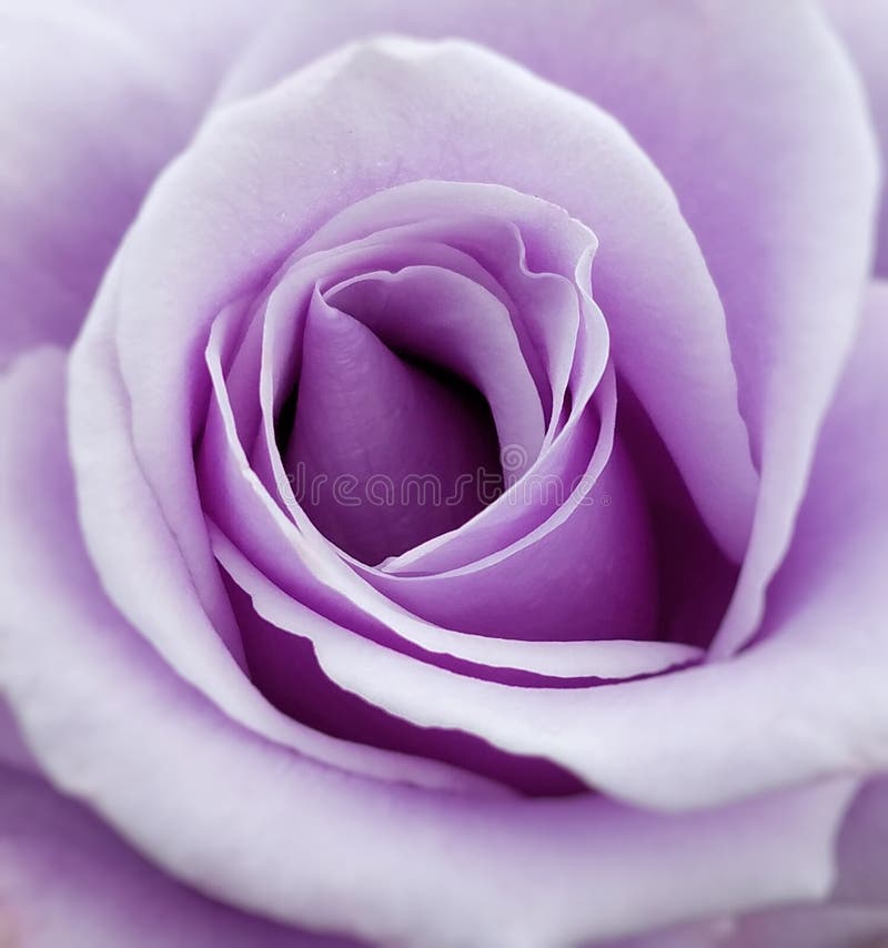 Purple Rose stock image. Image of purple, floral, passion - 71341923