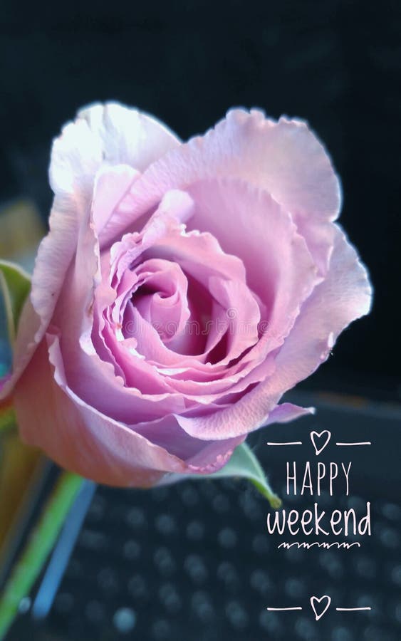 Purple Rose Flower with Words, Happy Weekend. Stock Photo - Image of ...