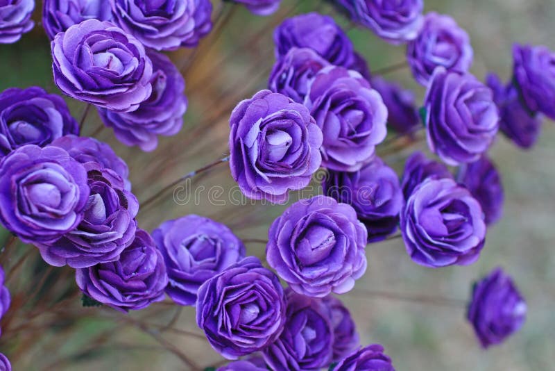 Purple rose stock photo. Image of purple, colorful, color - 35884452
