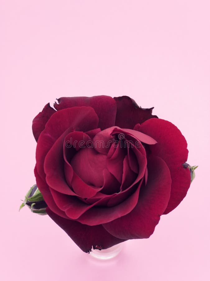 Purple rose inflorescence stock image. Image of still - 183968617