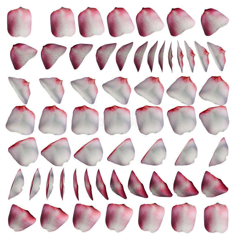 Purple Rose Petal 3d Rotation Sequence Stock Photo - Image of romantic ...