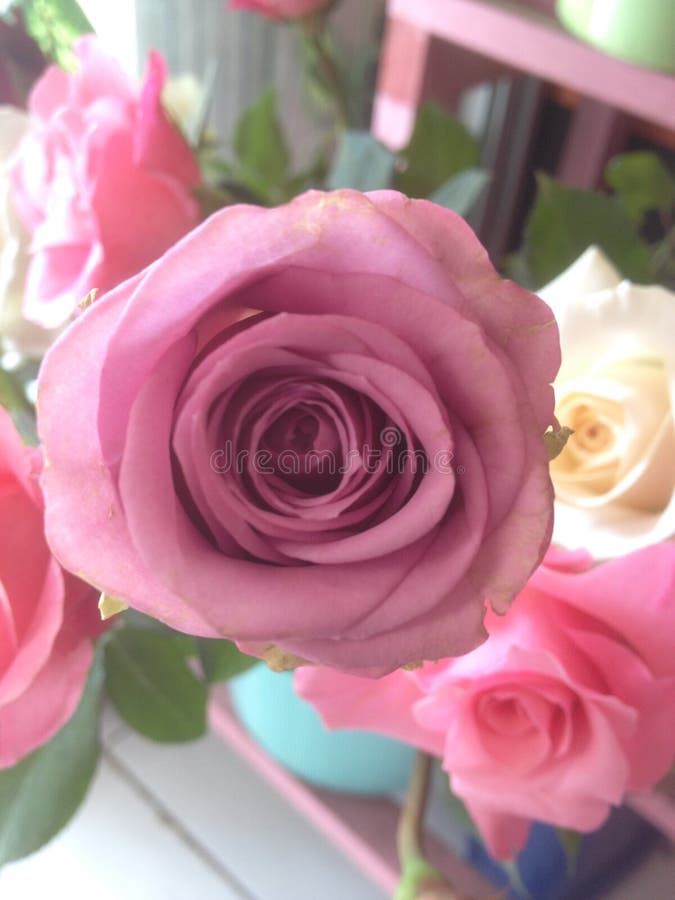 Purple rose in power stock photo. Image of purple, wallpaper - 240222504